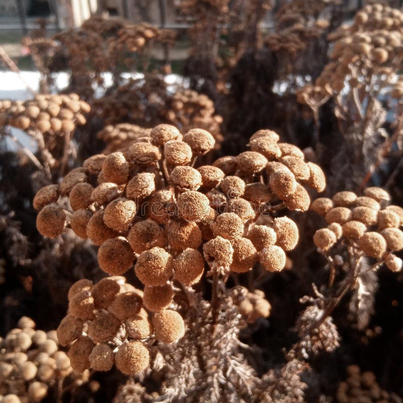 Dead flowers . stock photo. Image of plant, food, flowers - 258533726