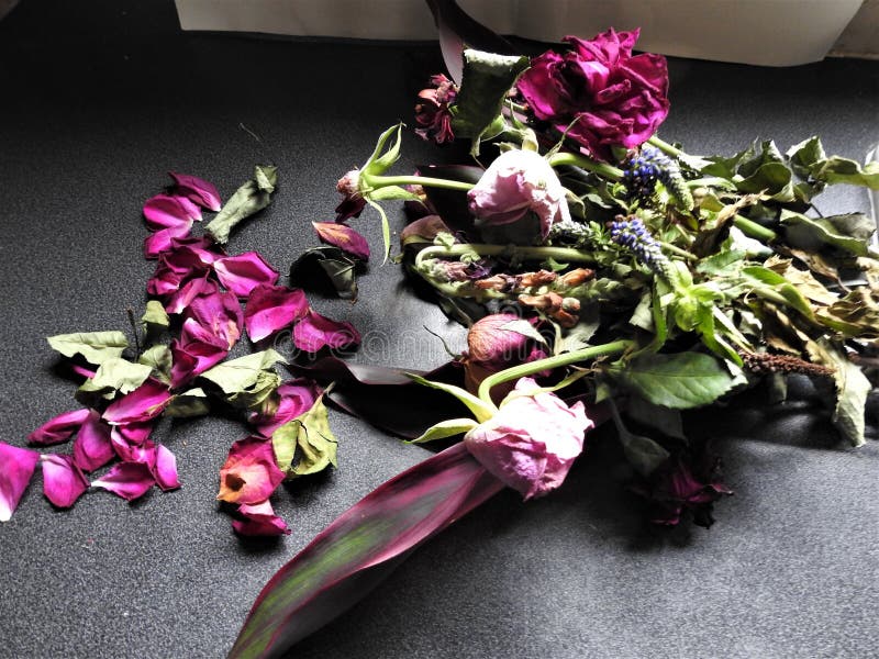 Dead flowers fallen petals stock image. Image of leaves - 200185601