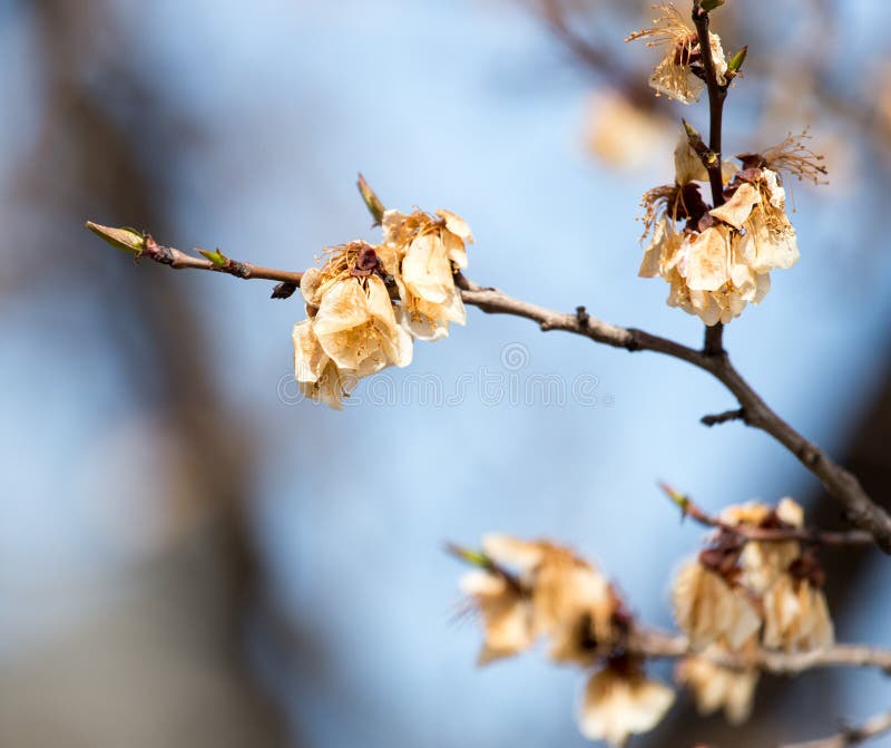 Dead Flowers on the Tree in Spring after Frost Stock Photo - Image of ...