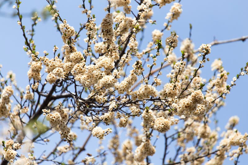 Dead Flowers on the Tree in Spring after Frost Stock Photo - Image of ...