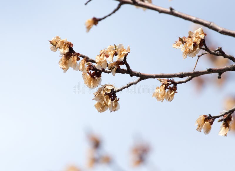 Dead Flowers on the Tree in Spring after Frost Stock Photo - Image of ...
