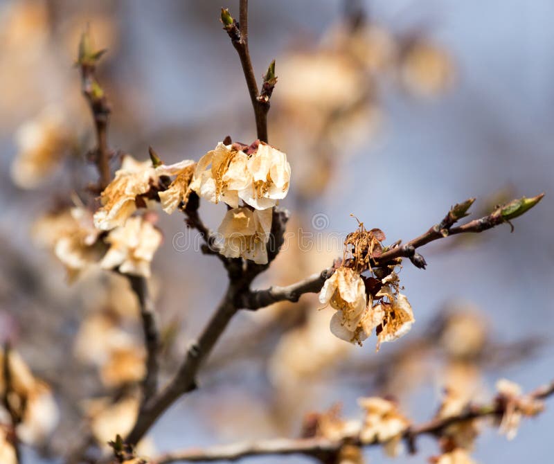 Dead Flowers on the Tree in Spring after Frost Stock Image - Image of ...