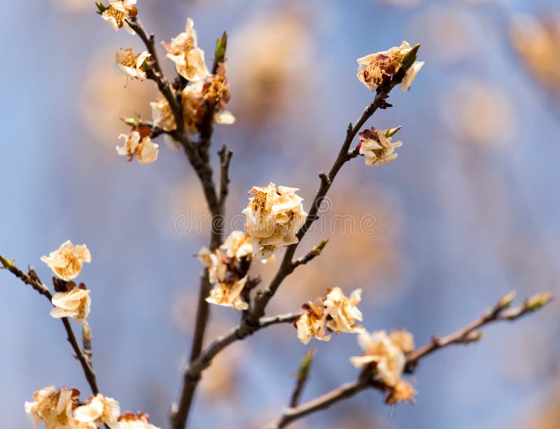 Dead Flowers on the Tree in Spring after Frost Stock Image - Image of ...