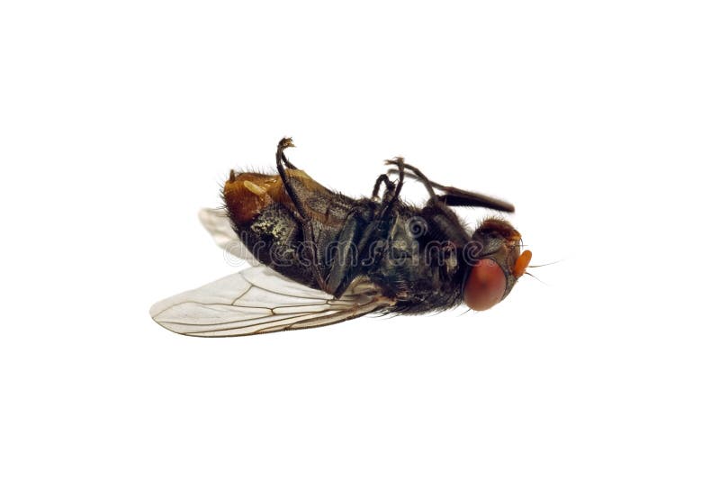 Dead Fly stock photo. Image of insect, upside, close - 10038522