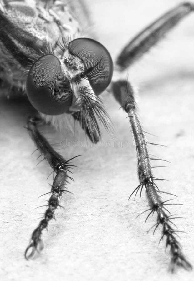 Dead Fly stock photo. Image of hairy, detail, legs, fauna - 11940100