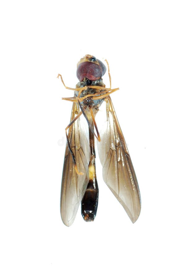 Dead fly stock image. Image of insect, life, germs, outdoors - 15991287