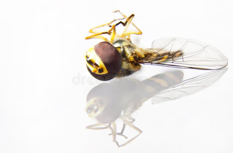 Dead Fly stock photo. Image of eyes, squashed, dead, death - 21437866