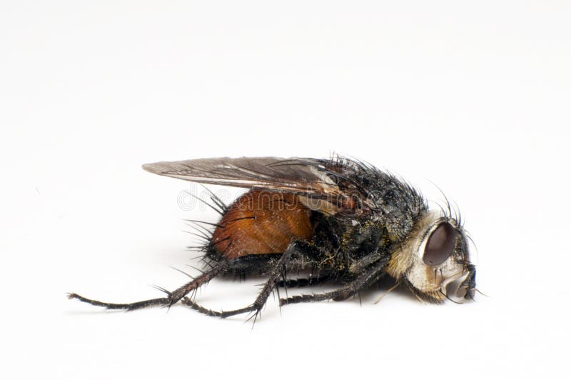 Dead fly stock photo. Image of infestation, body, isolated - 21928028