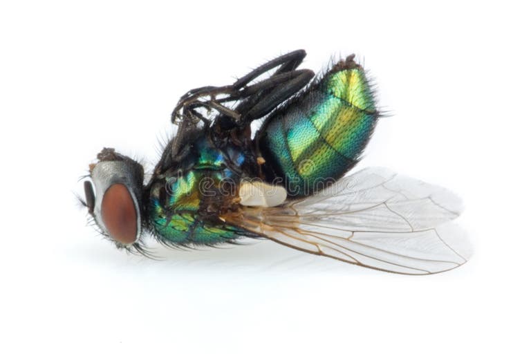 Dead fly stock photo. Image of isolated, pest, studio - 2807178