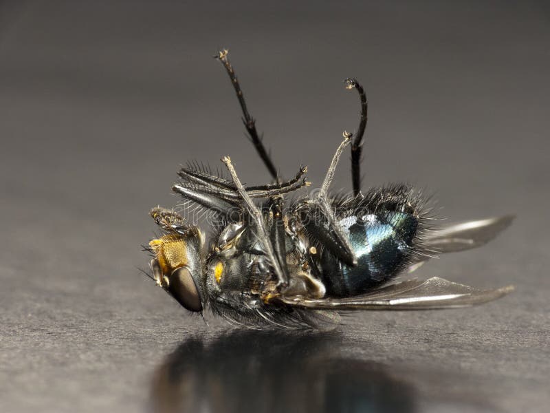 Dead fly isolated on white stock photo. Image of legs - 29180506