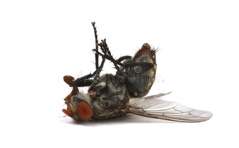 Dead fly stock photo. Image of object, isolated, disease - 7023250