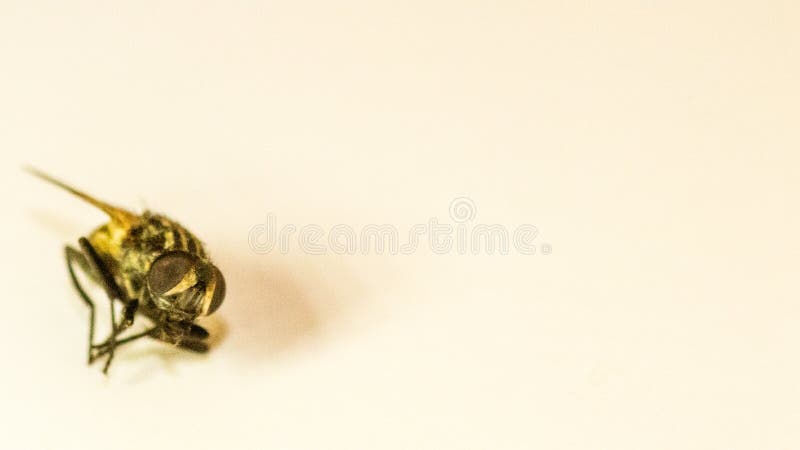 Swatted Fly stock photo. Image of pest, green, swatter - 47677752