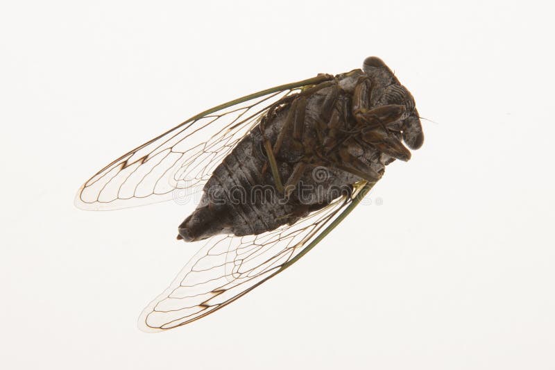 Dead fly stock image. Image of delicate, insect, dead - 51143573