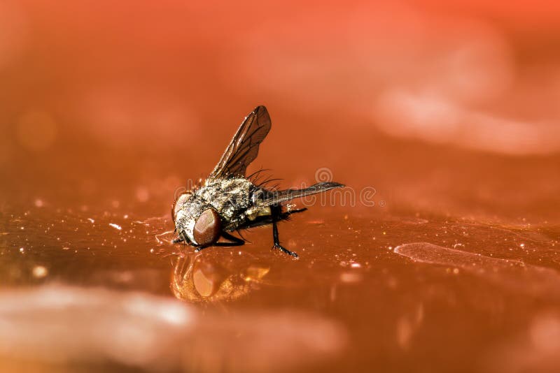Dead Fly stock image. Image of bristle, fauna, invertebrate - 185408103