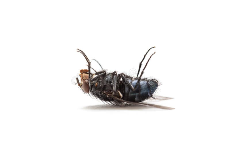 Dead Fly stock photo. Image of bristle, isolated, background - 259505340