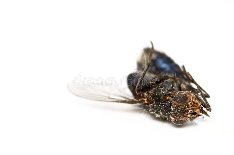 Dead fly isolated in white stock image. Image of hopper - 55785735