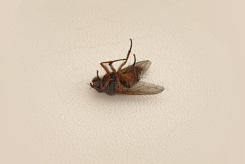 Dead fly lying on his back stock photo. Image of hair - 150548694