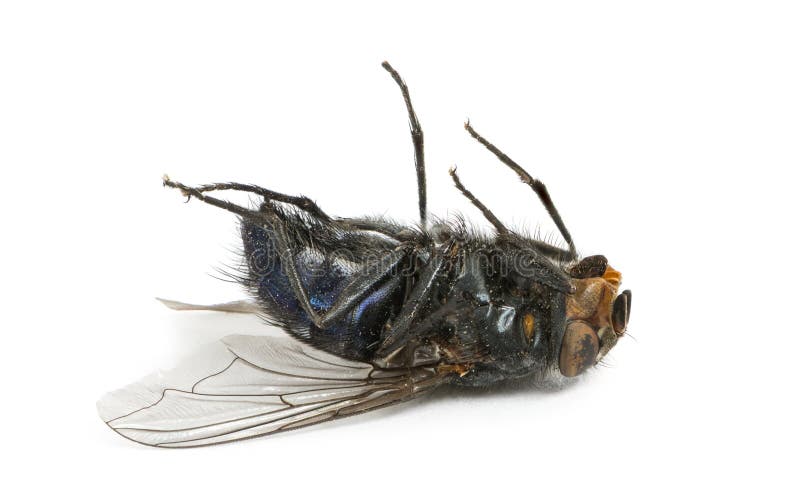Dead Fly Lying on Its Back, Isolated Stock Image - Image of death ...