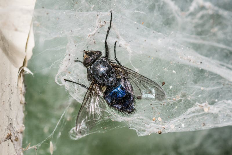 Close-up of Dead Blowfly in Web. Calliphora Stock Photo - Image of ...