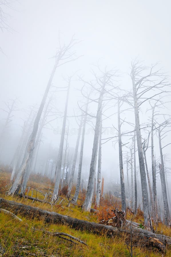 The dead forest stock photo. Image of outdoor, hillside - 12258790