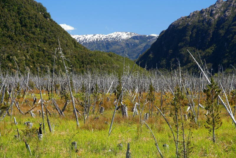 Dead forest stock photo. Image of america, forest, amazing - 26203386