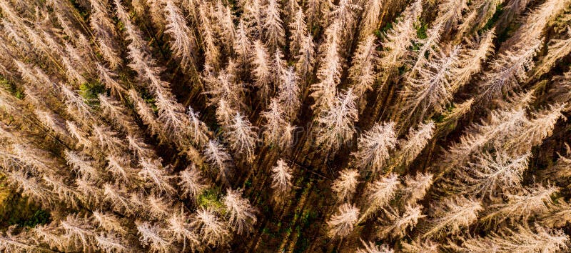 Dead Forest from Above Panorama Stock Photo - Image of forest, climate ...