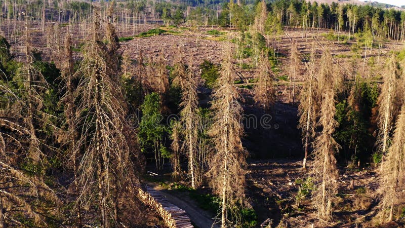 Dead Forest from Above Video Stock Video - Video of dead, summer: 297350041