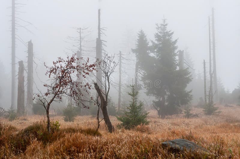 Dead Forest stock image. Image of haze, forest, green - 29881805