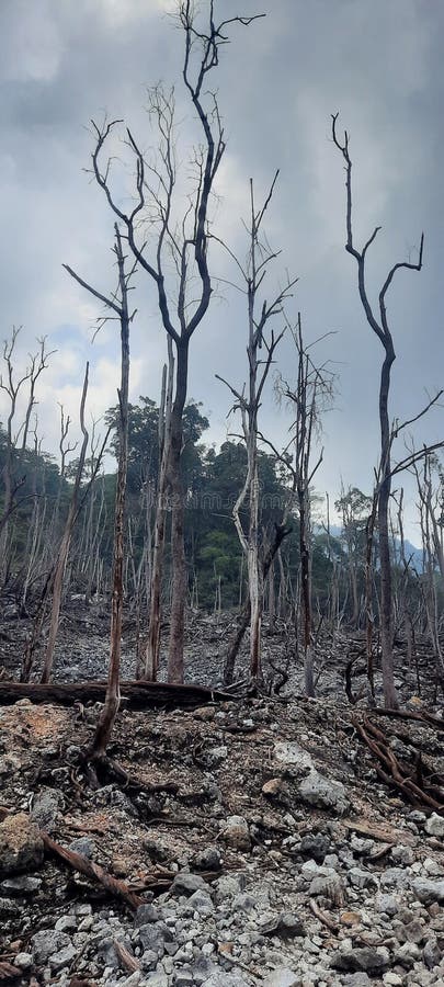 Dead forest stock image. Image of dead, view, forest - 298537255
