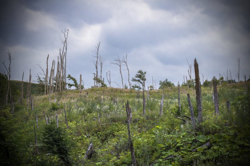 Dead Forest, Destroyed by Fire in the Caucasus Mountains. Stock Image ...