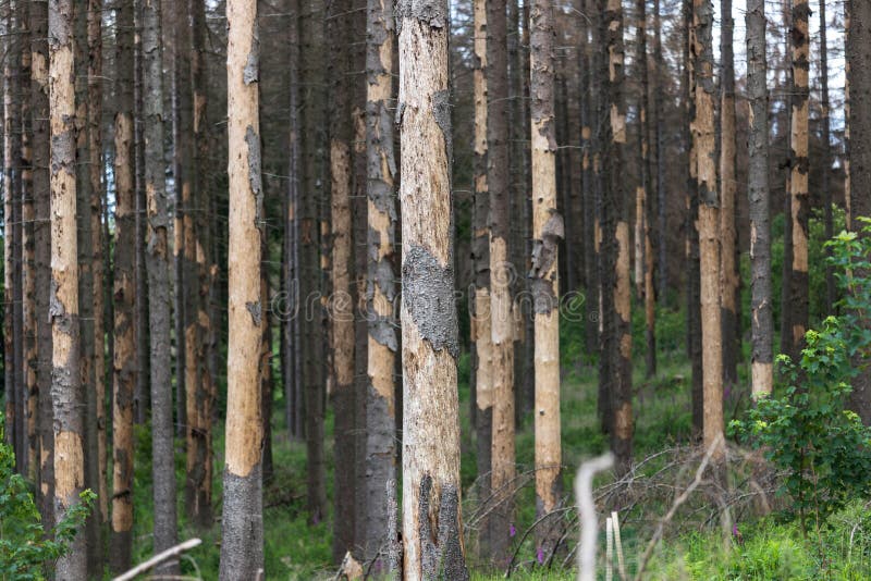 Dead Forest Due To Bark Beetle Infestation Stock Image - Image of trees ...