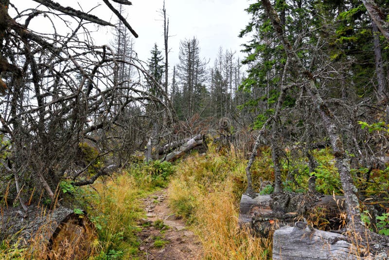 Dead Forest stock image. Image of forest, park, view - 129674699