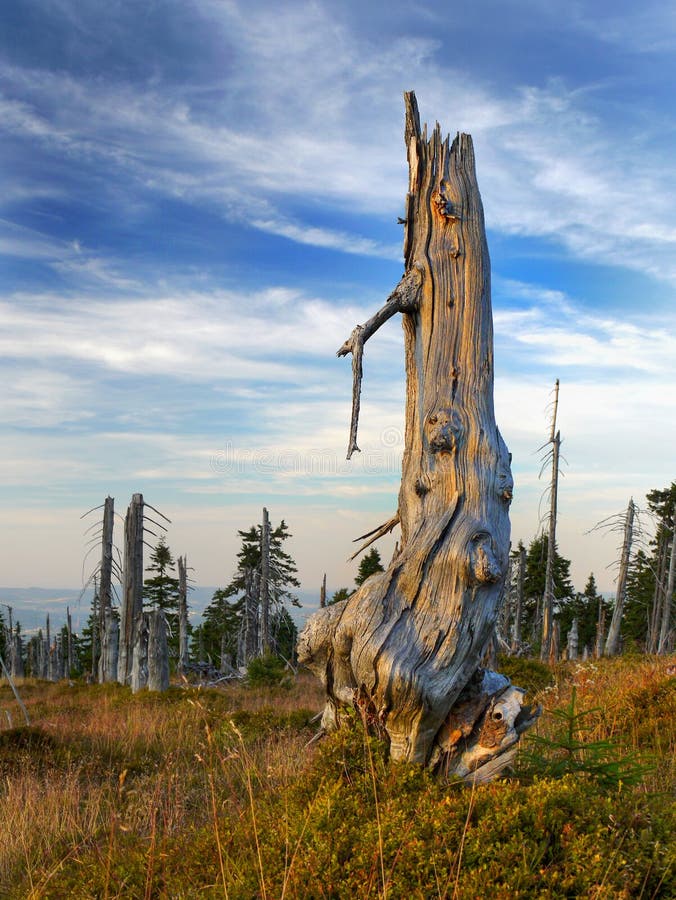 Dead Forest, Environment stock photo. Image of giant - 51646844