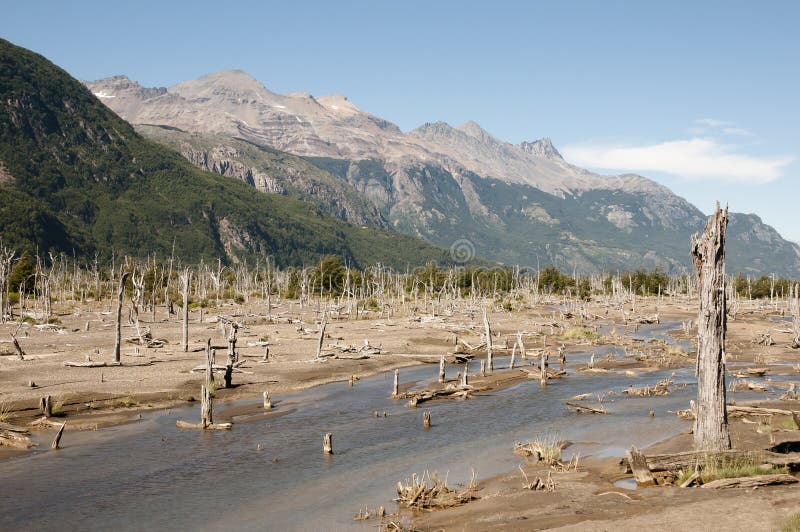 Dead Forest from Eruption of Hudson Volcano - Chile Stock Image - Image ...