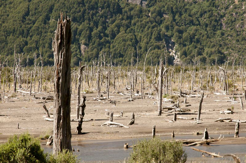 Dead Forest from Eruption of Hudson Volcano - Chile Stock Image - Image ...