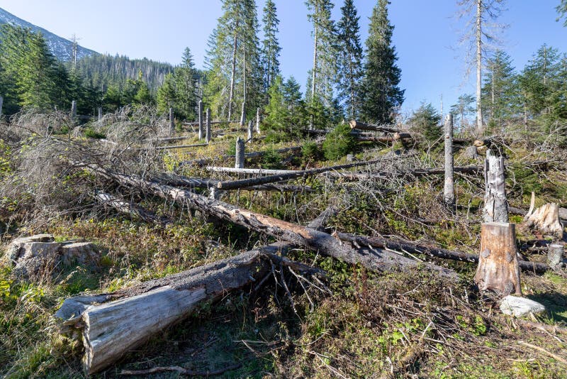 Dead Trees in Forest. Withered Pine after Air Pollution. Environmental ...