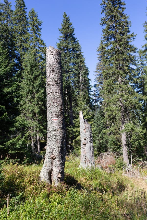 Dead Trees in Forest. Withered Pine after Air Pollution. Environmental ...
