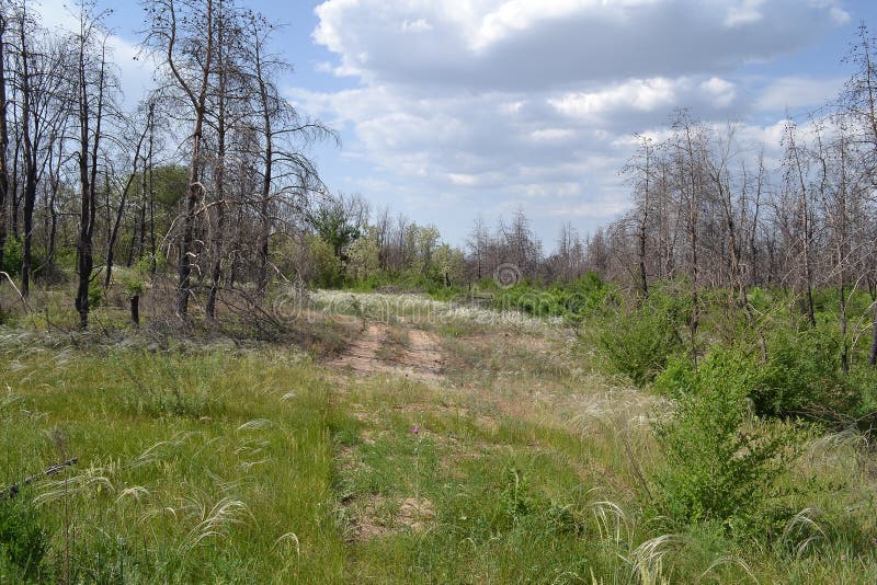 Dead forest stock photo. Image of grass, plants, woodland - 52039740