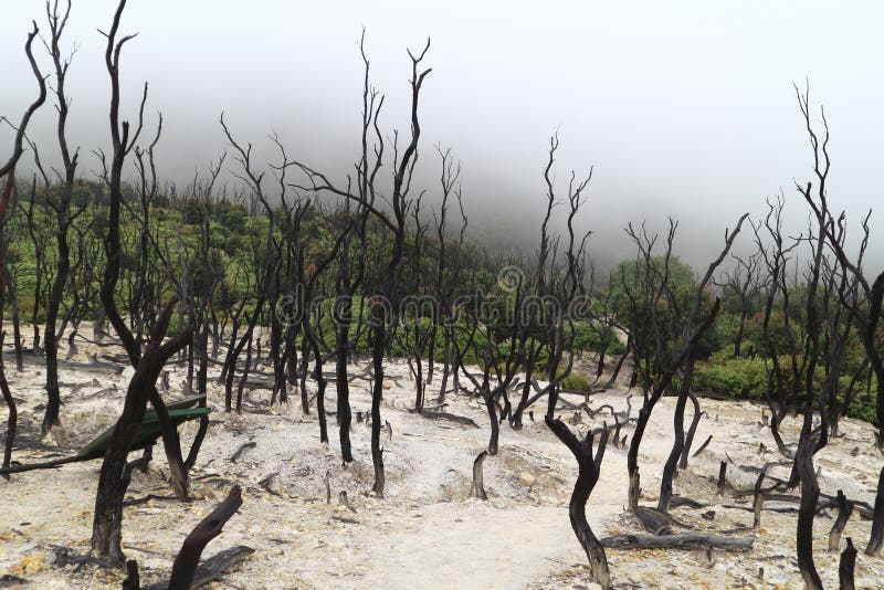 Dead Forest of Mount Indonesia Stock Image - Image of dead, indonesia ... Dead Forest of Mount Indonesia Stock Image - Image of dead, indonesia ...