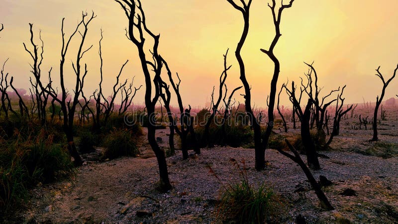 Dead Forest at Mount Papandayan Stock Image - Image of flower, forestat ... Dead Forest at Mount Papandayan Stock Image - Image of flower, forestat ...