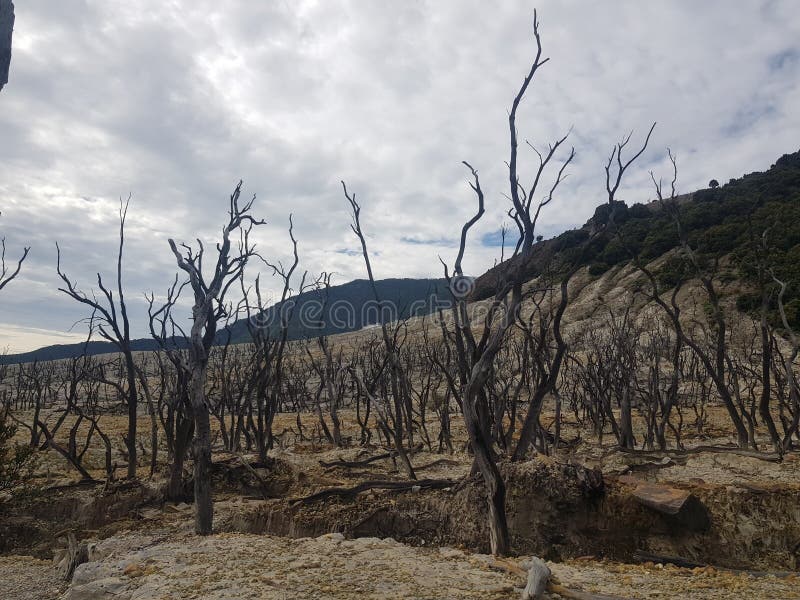 Dead Forest Mt. Papandayan stock photo. Image of geology - 247554002 Dead Forest Mt. Papandayan stock photo. Image of geology - 247554002