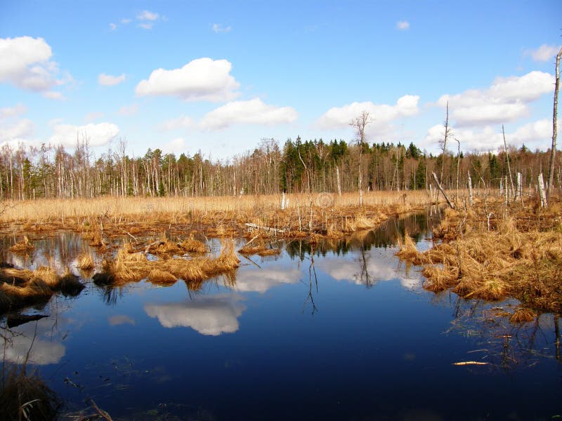 Dead forest stock image. Image of landscape, reserve - 46813467