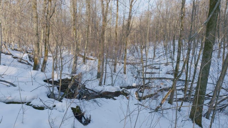Dead Forest with Old Deciduous Trees in the Spring. Sunset, the Shadows ...