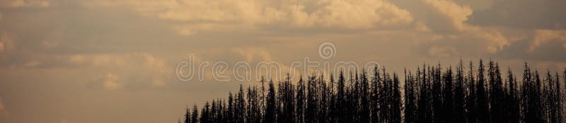 Dead Forest and Orange Sky Panorama Stock Photo - Image of trees ...