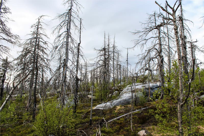 Dead forest stock photo. Image of dead, close, bare, element - 77264944