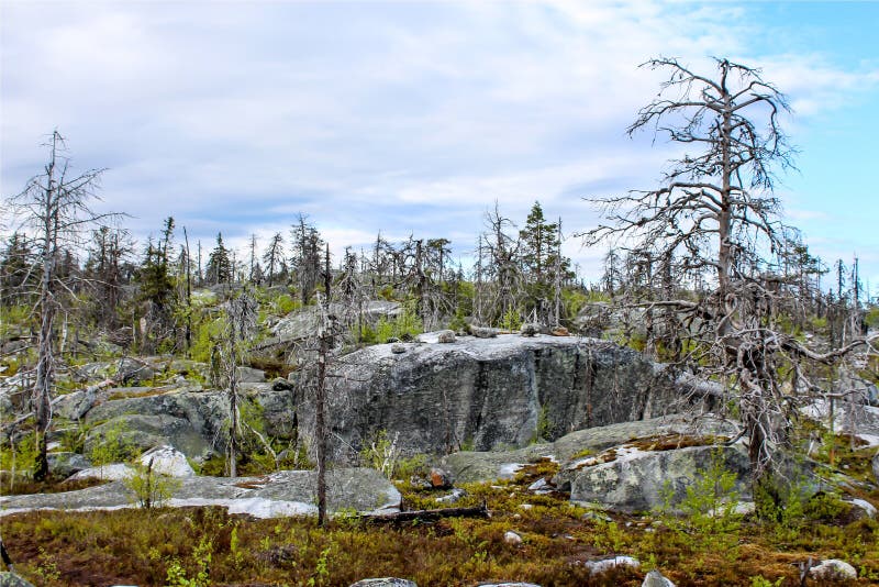 Dead forest stock image. Image of park, plant, death - 77265157