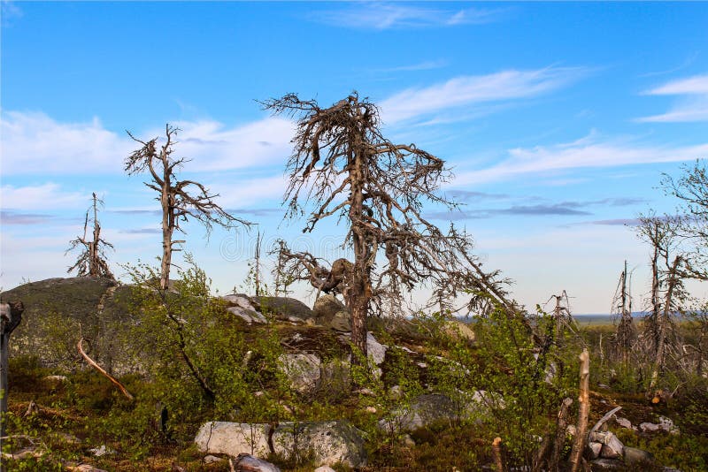 Dead forest stock image. Image of scary, element, ecology - 77265945
