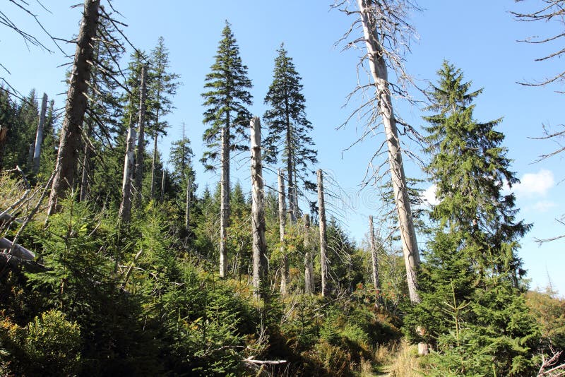 Dead forest stock photo. Image of scenery, devastation - 34180732