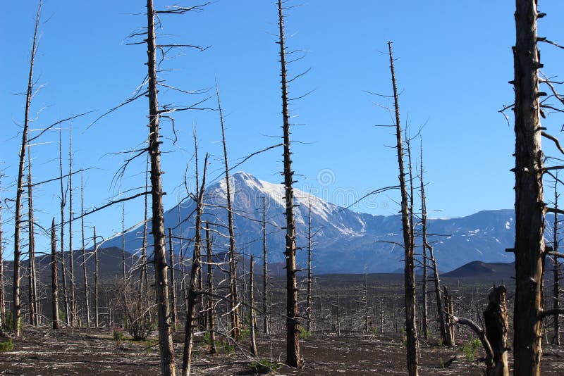 Dead Forest, Tolbachik Volcano Stock Image - Image of landscape, field ...