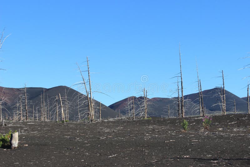 Dead Forest, Tolbachik Volcano Stock Photo - Image of adventure ...